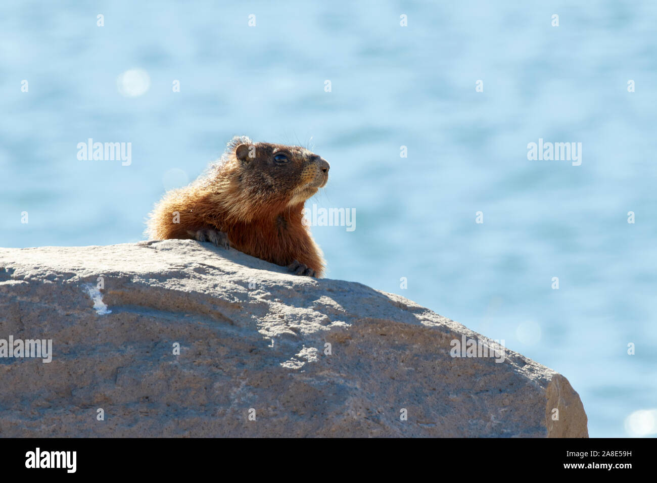 Marmot habitat hi-res stock photography and images - Alamy