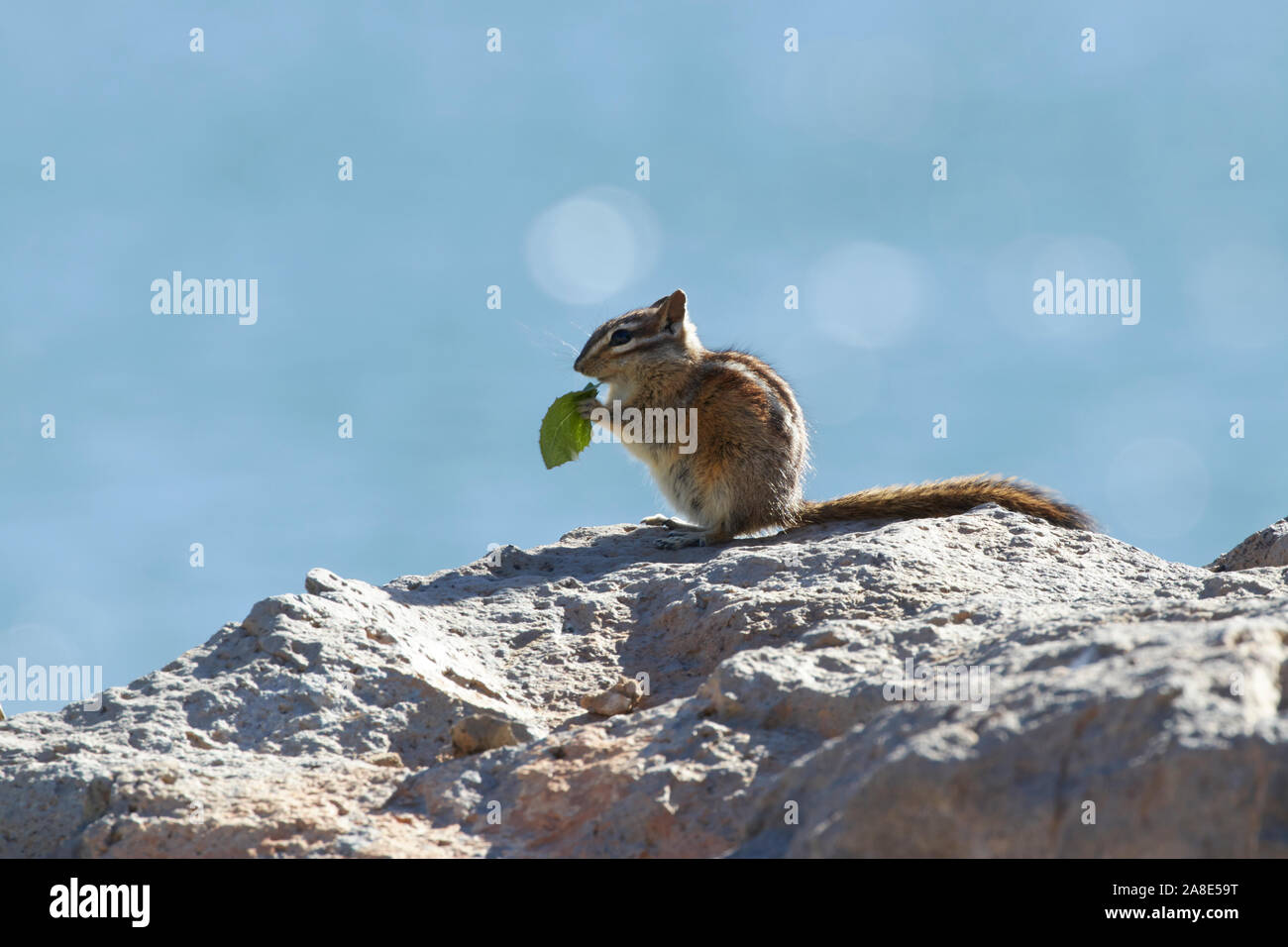 Chipmunk habitat hi-res stock photography and images - Alamy