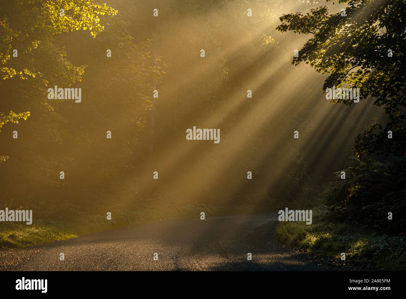 Sunbeams through trees hi-res stock photography and images - Alamy