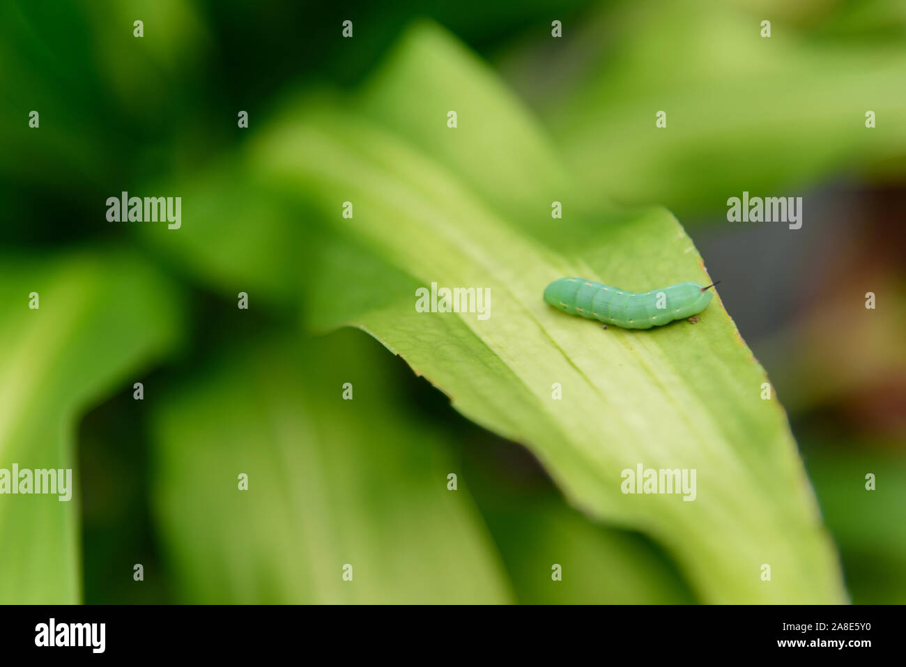 Green worm on tree leaf Stock Photo - Alamy