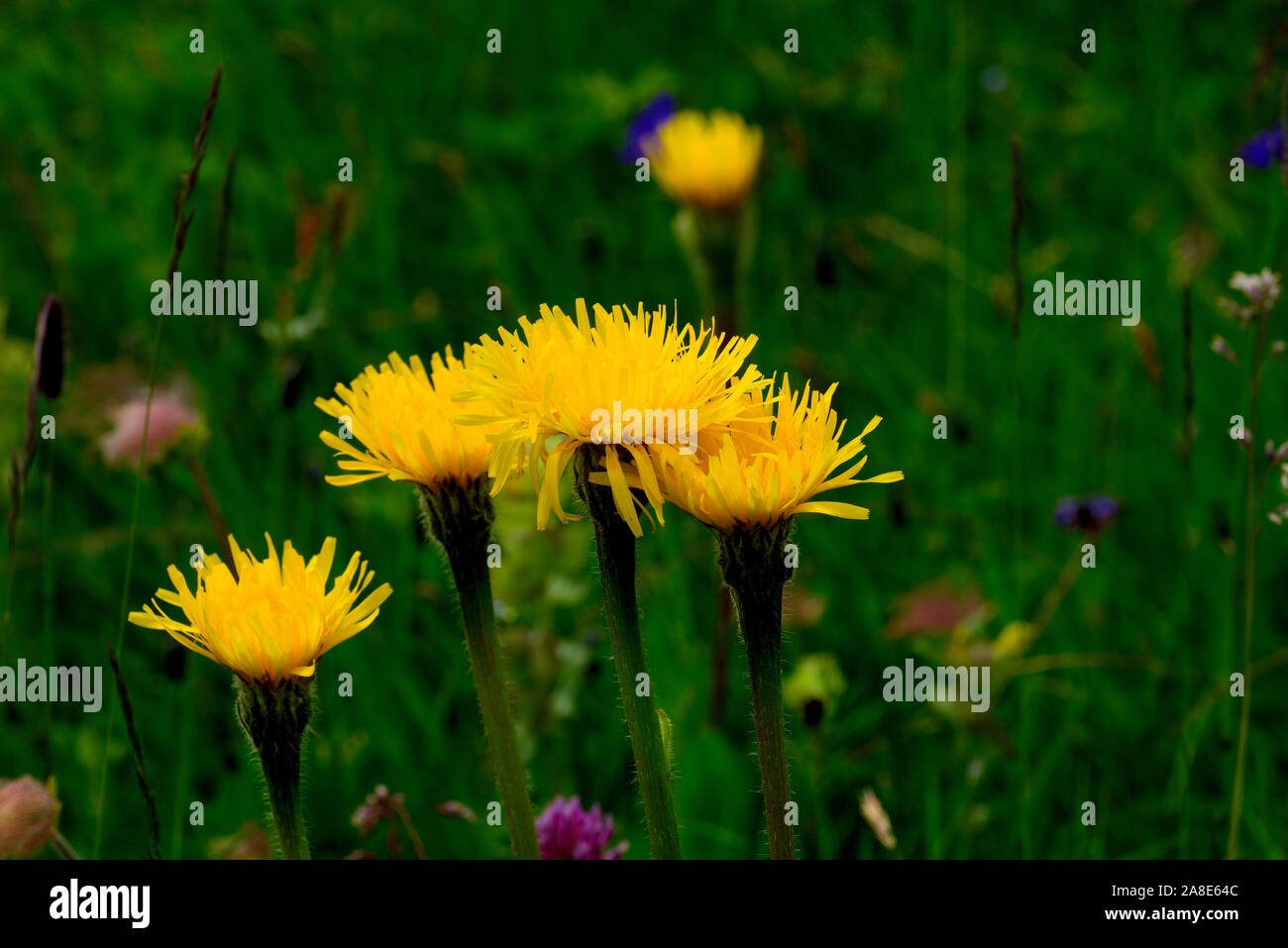 Blume Alpenblume High Resolution Stock Photography and Images - Alamy