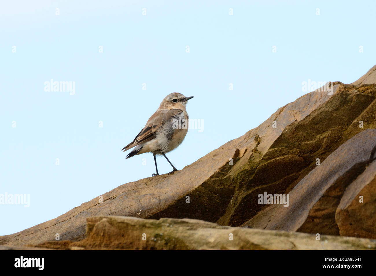 Libi hi-res stock photography and images - Alamy