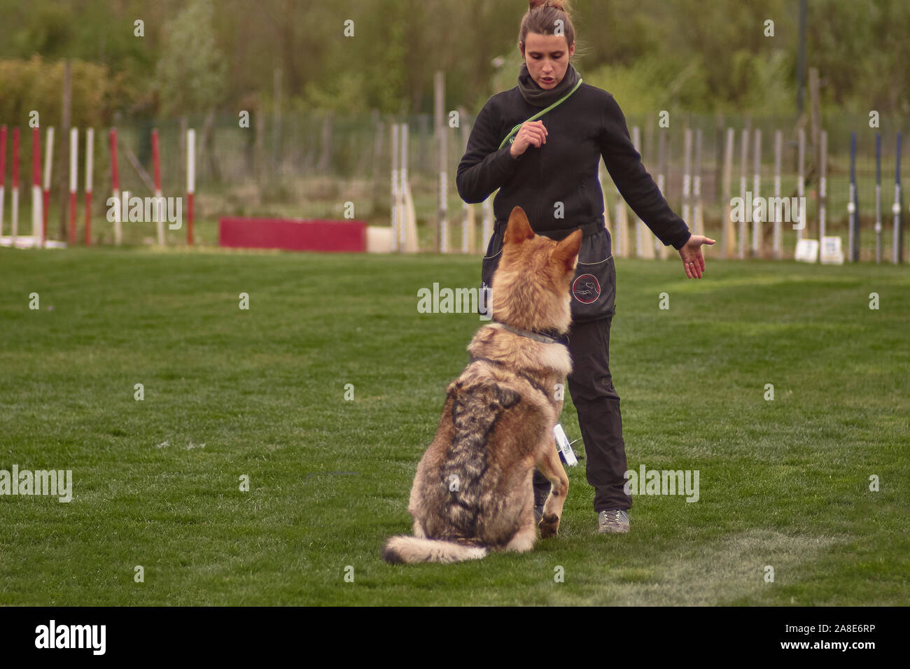 Human Training Dog Stock Photos & Human Training Dog Stock Images - Alamy