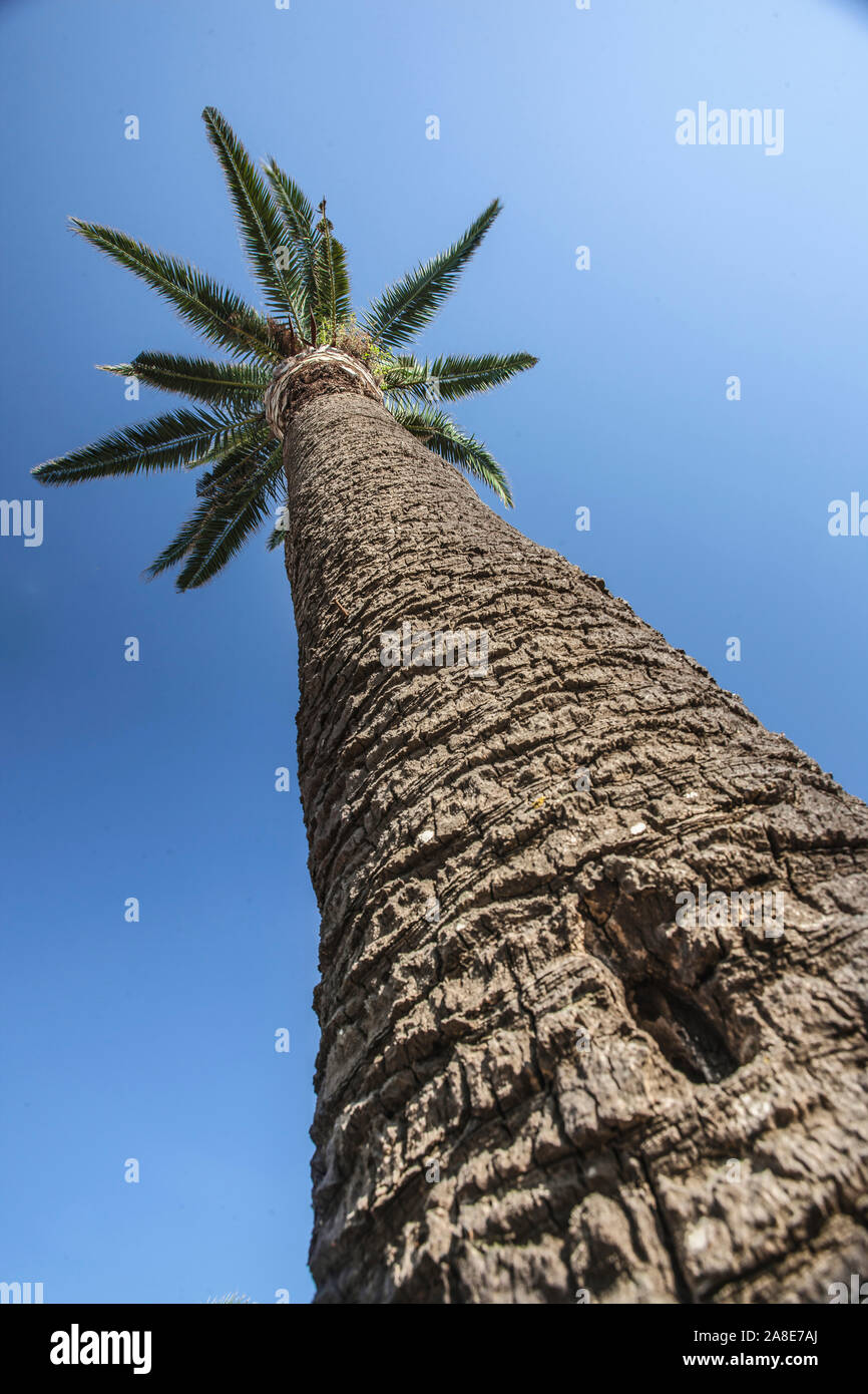 Palm tree from above #2 Stock Photo - Alamy