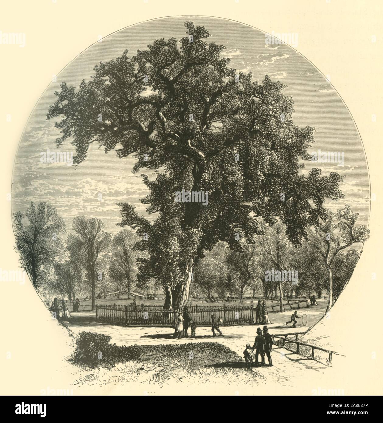 'Old Elm, Boston Common', 1874. Elm tree in Boston, Massachusetts, USA ...