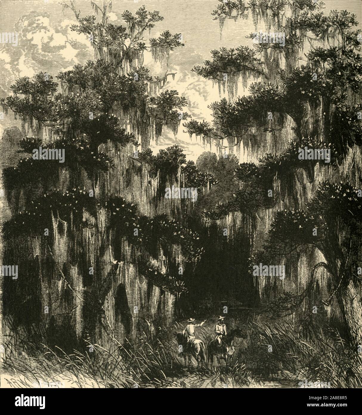 'Magnolia Swamp', 1872. Magnolia trees covered in Spanish moss ...