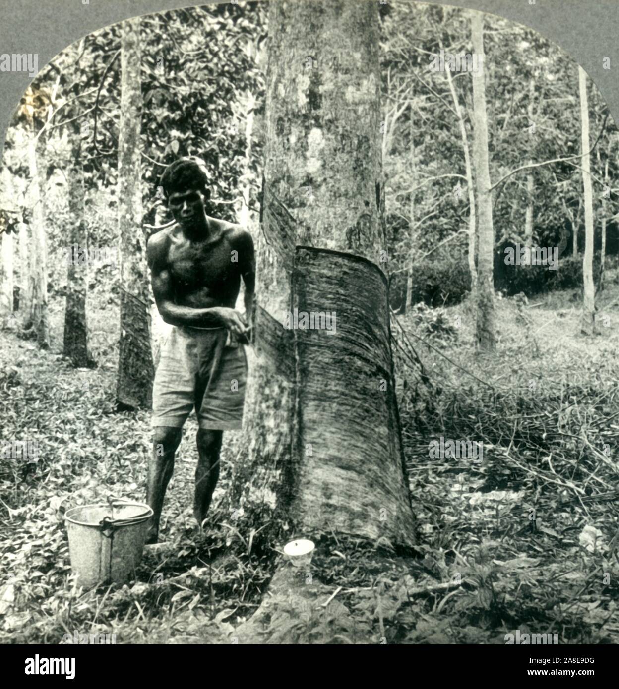 'Ona Large Rubber Tree Plantation near Suva, Fiji Island - Hindu ...