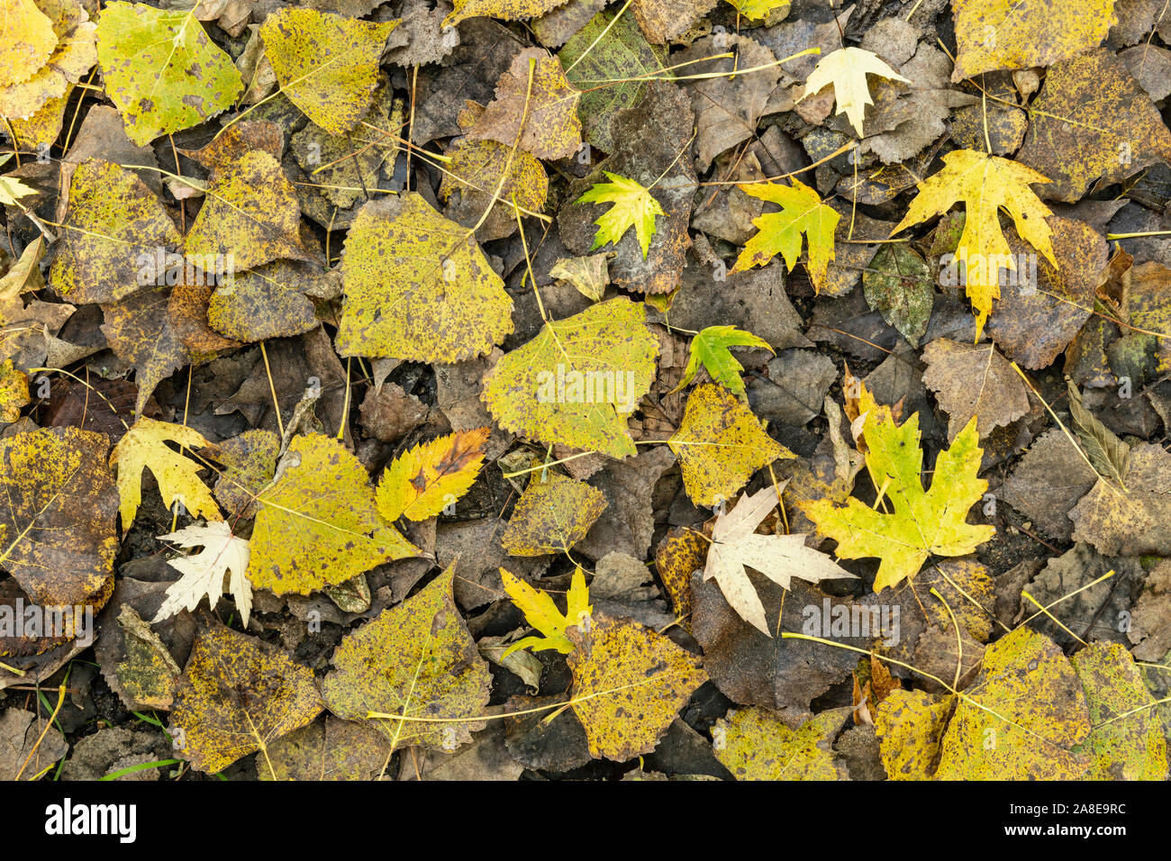 Eastern cottonwood (Populus deltoides) and Silver Maple leaves (Acer ...