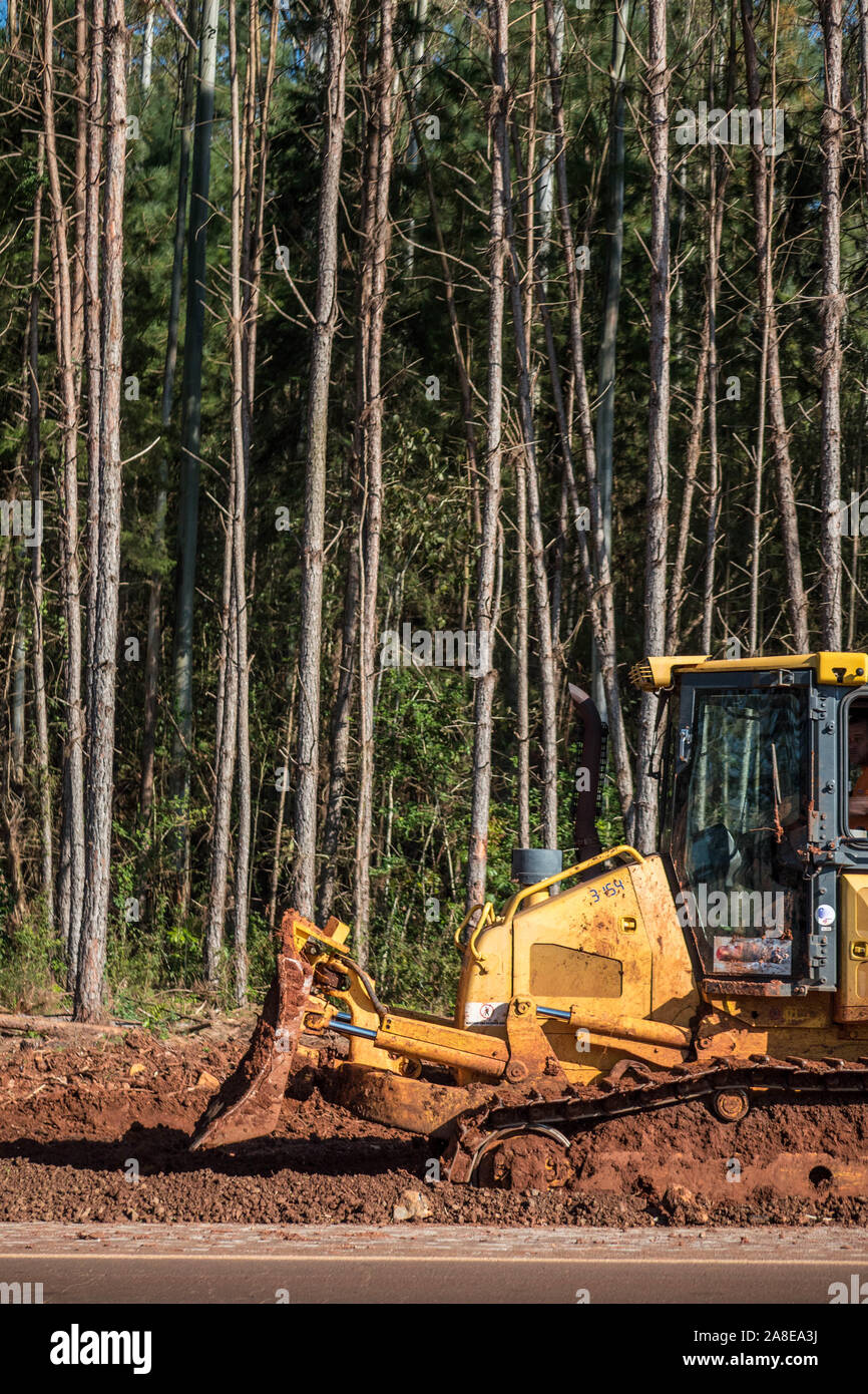 Digger pine hi-res stock photography and images - Alamy