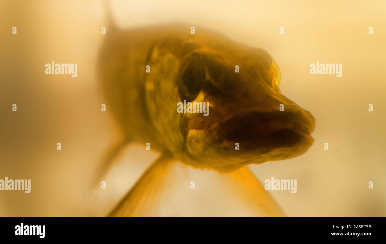 Young northern pike esox lucius hi-res stock photography and images - Alamy