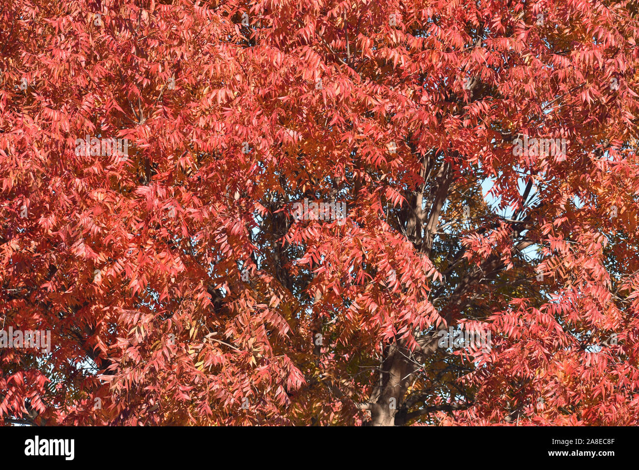 Trees with Fall Foliage Stock Photo - Alamy