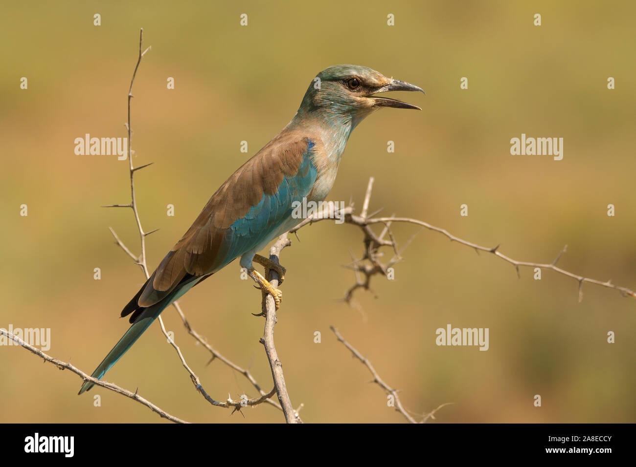 European Roller (Coracias garrulus Stock Photo - Alamy