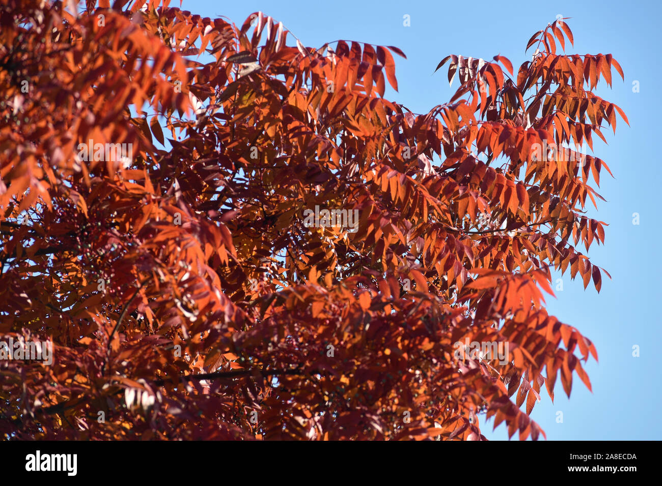 Trees with Fall Foliage Stock Photo - Alamy