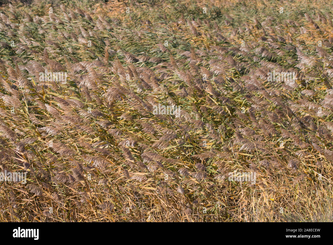 Irrigation ditch sugar cane field hi-res stock photography and images ...