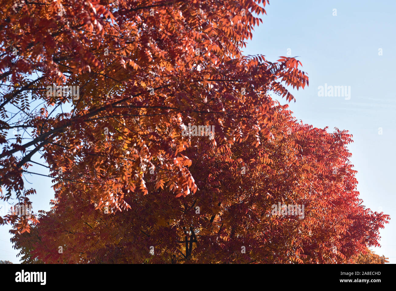 Trees with Fall Foliage Stock Photo - Alamy