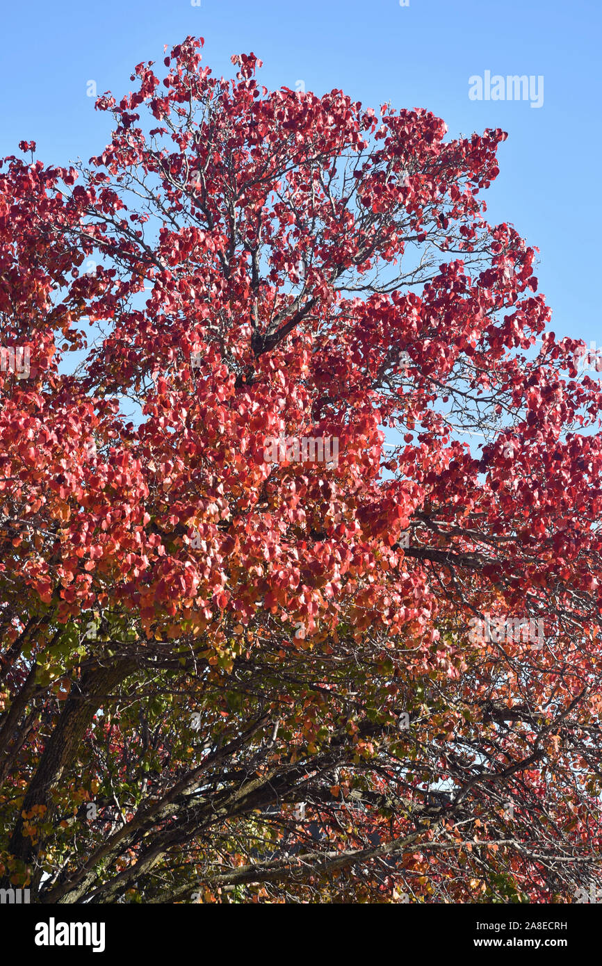 Trees with Fall Foliage Stock Photo - Alamy