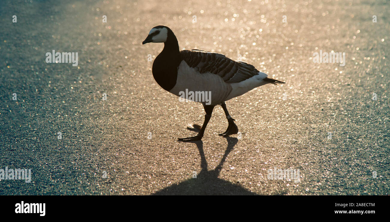 Geese barnacle goose (Branta leucopsis) sitting on the beach Stock ...