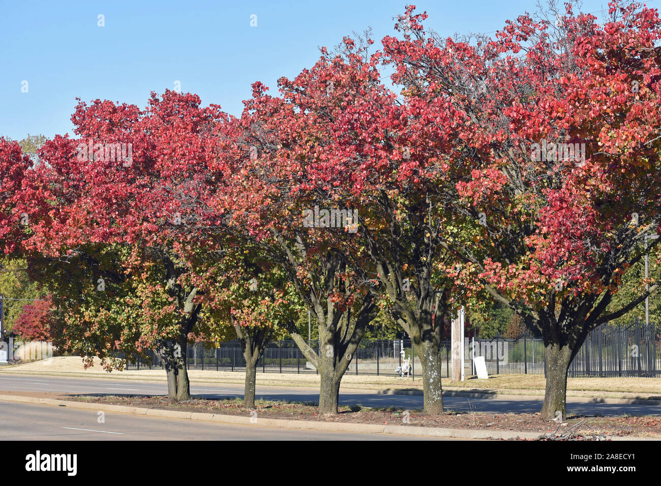 Trees with Fall Foliage Stock Photo - Alamy