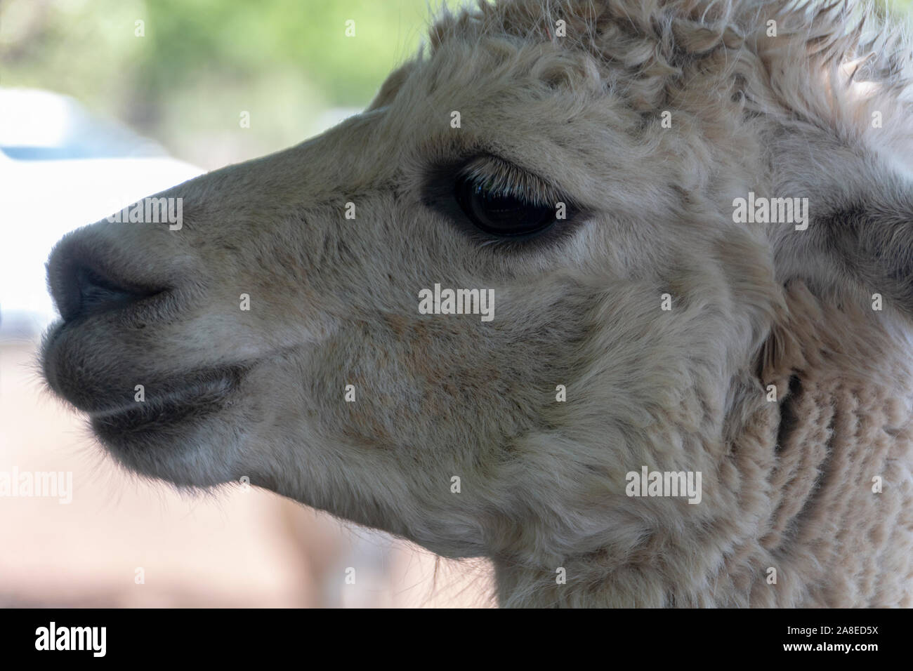 A very close up view of a white female alpacas head with her ears back ...