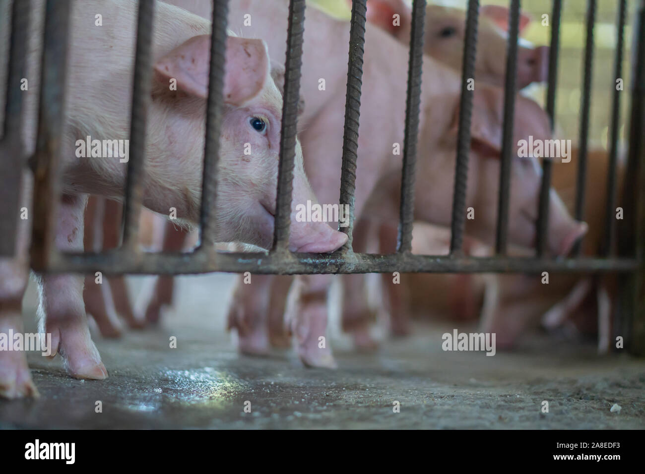 Group of pig that looks healthy in local ASEAN swine farm at livestock ...