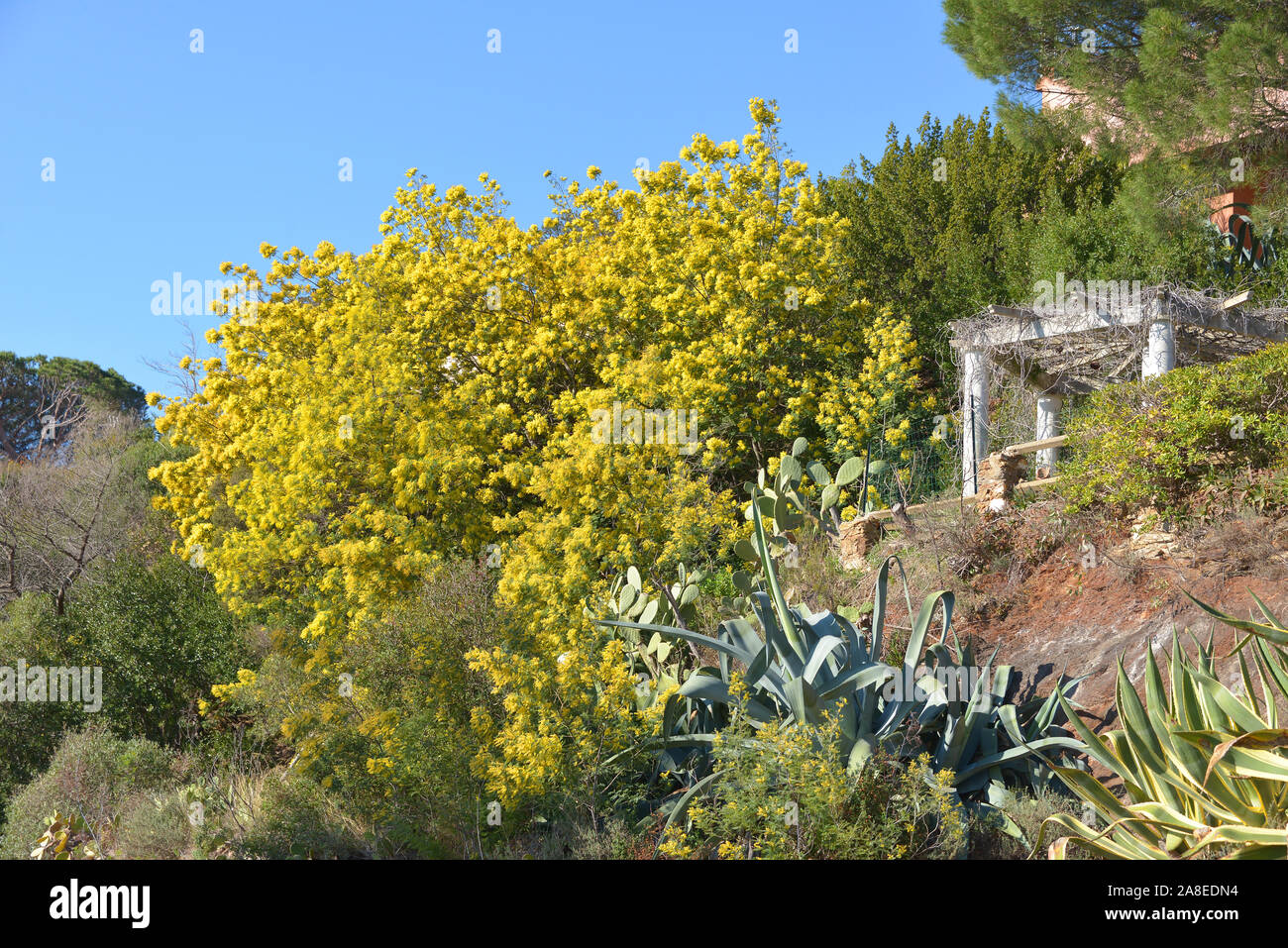 French riviera with mimosas Stock Photo - Alamy