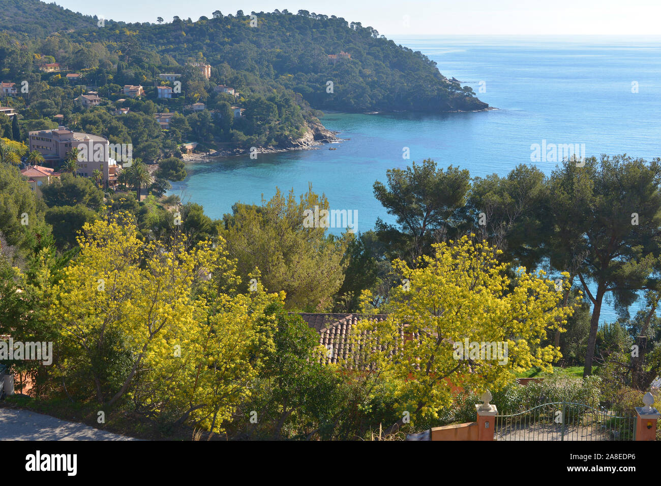 French riviera with mimosas Stock Photo - Alamy