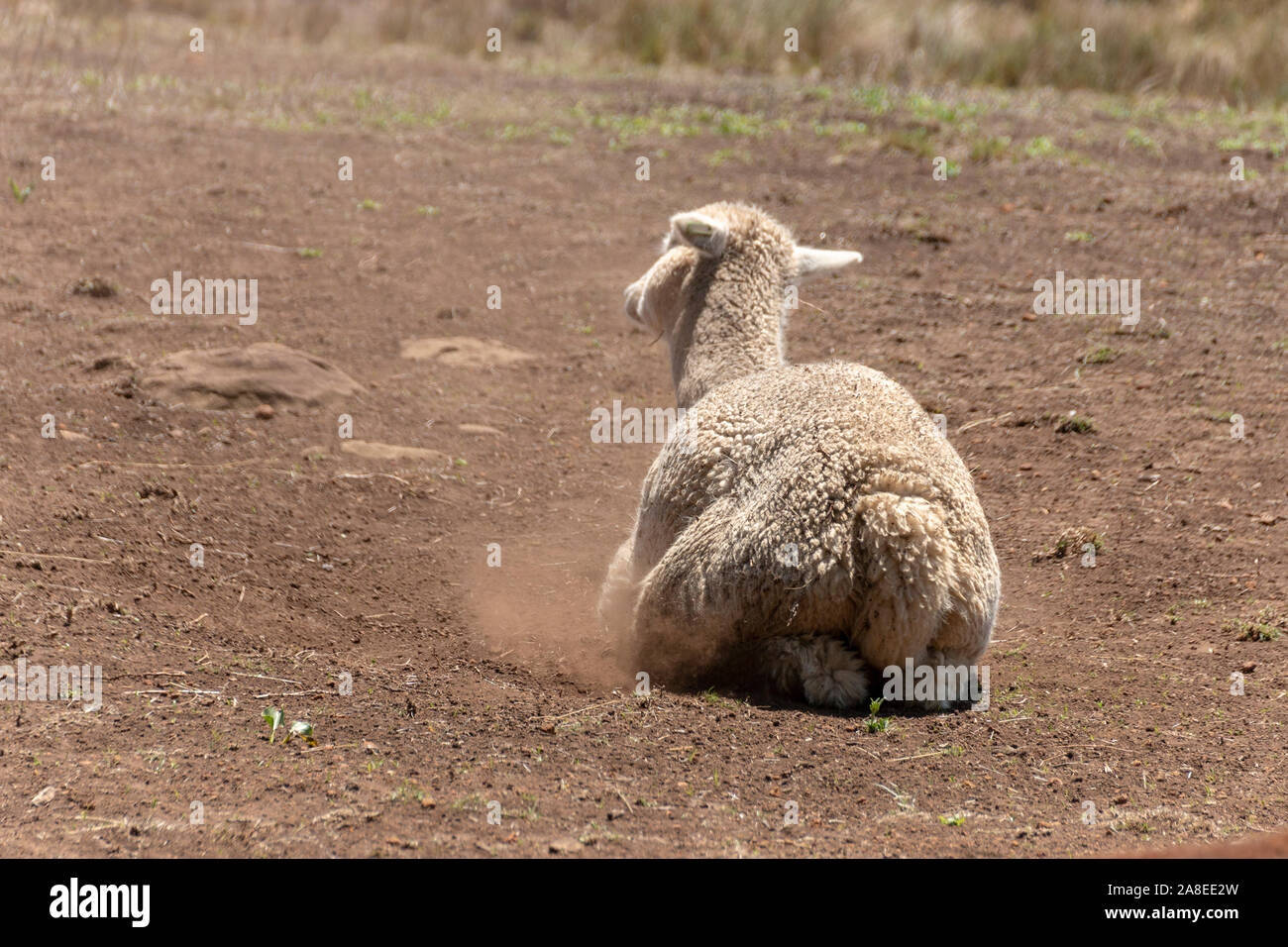 A close up view of a young female brown alpaca rolling in the dry sand ...