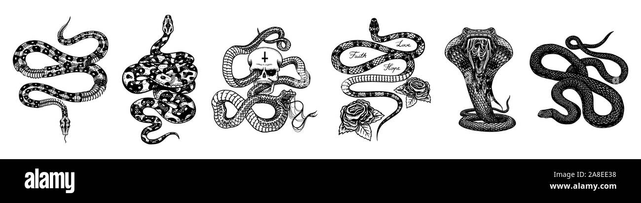 Vintage snake set. Skeleton royal python with skull and roses, milk ...