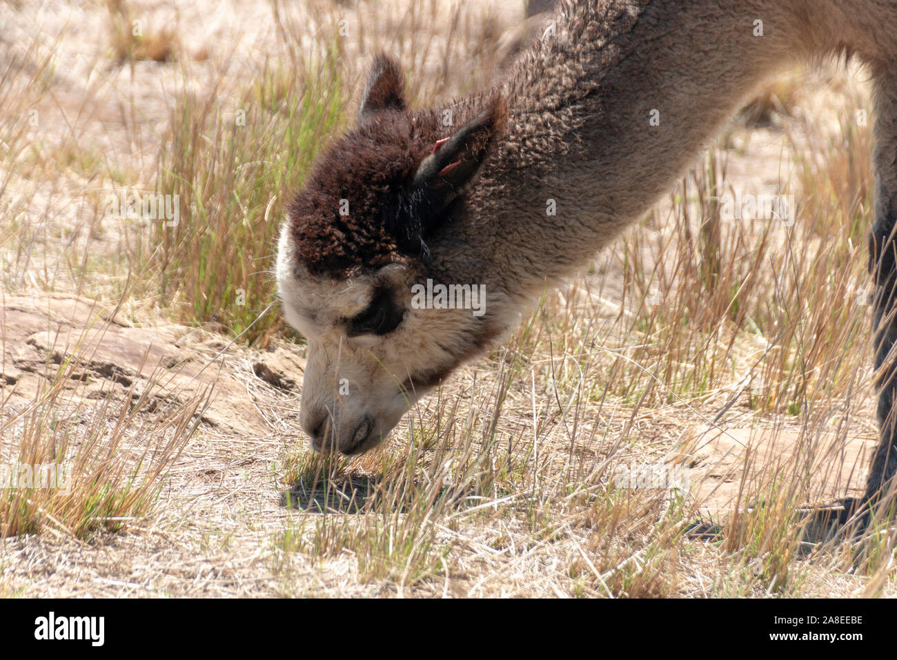 A close up view of a female alpaca standing in an open field on a warm ...
