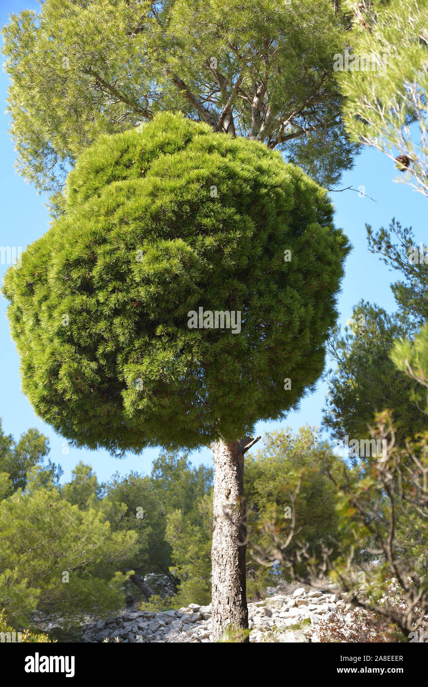 Witches Broom In Pine Trees