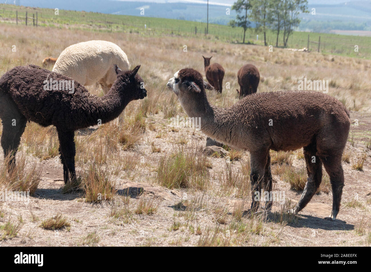 Female alpaca hi-res stock photography and images - Alamy