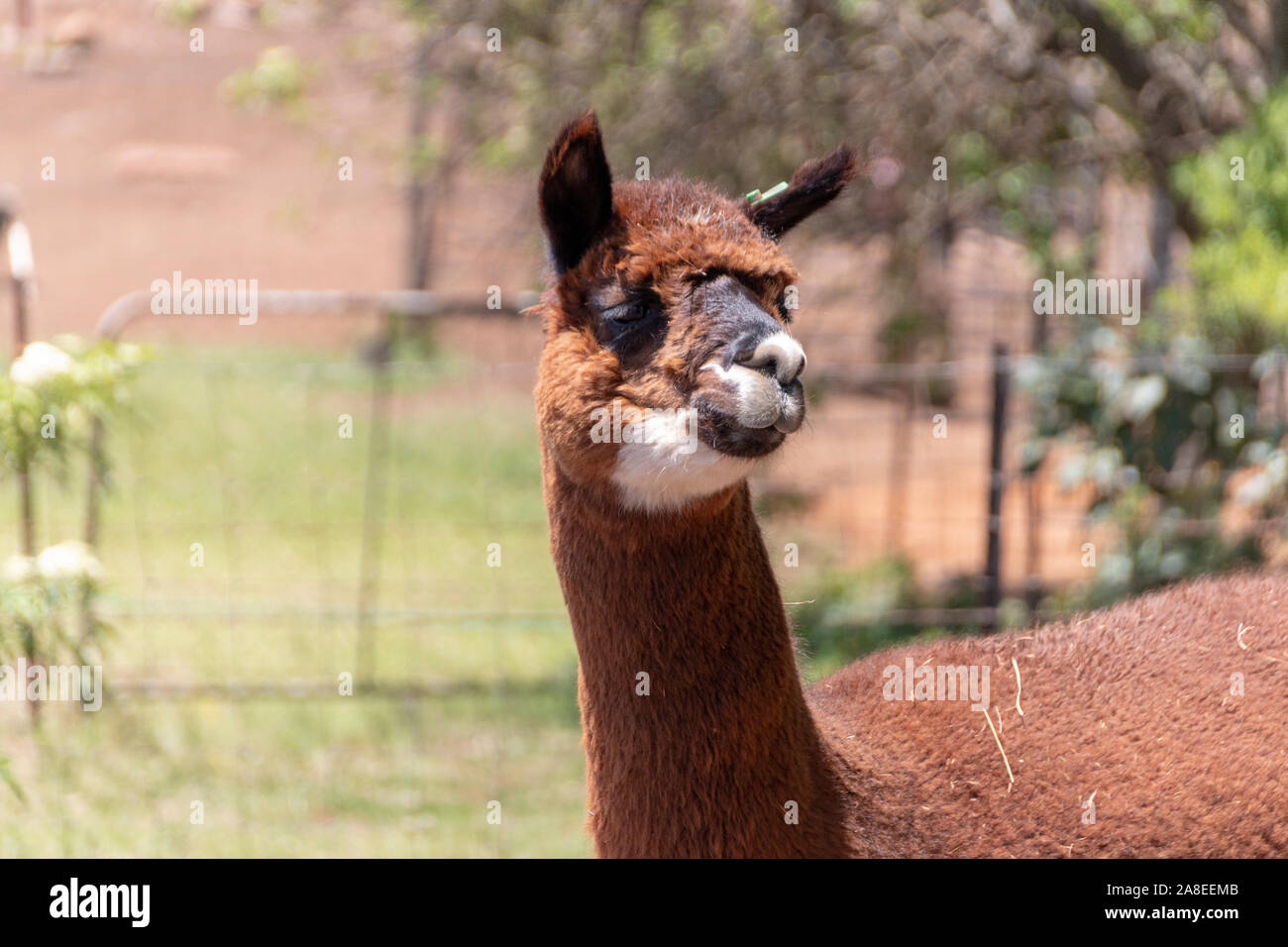 A close up view of a female alpaca standing in an open field on a warm ...