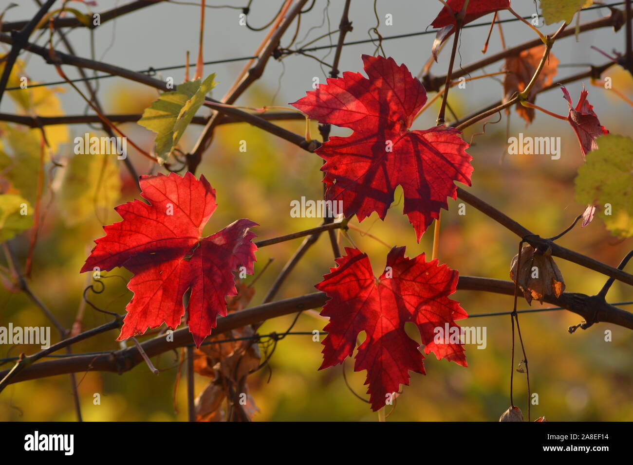 Colorful grapevine tree leaves Stock Photo - Alamy
