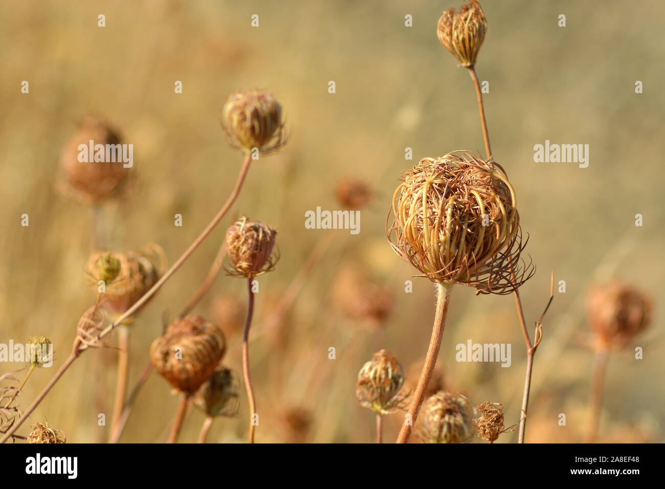 Plants dried in the sun due to drought in Southern Italy Stock Photo ...