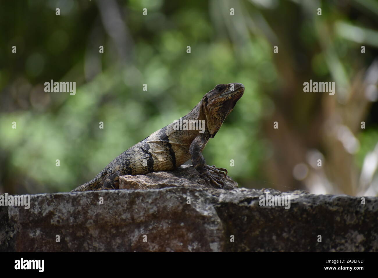 Strong Lizard on Ancient Stone Stock Photo - Alamy