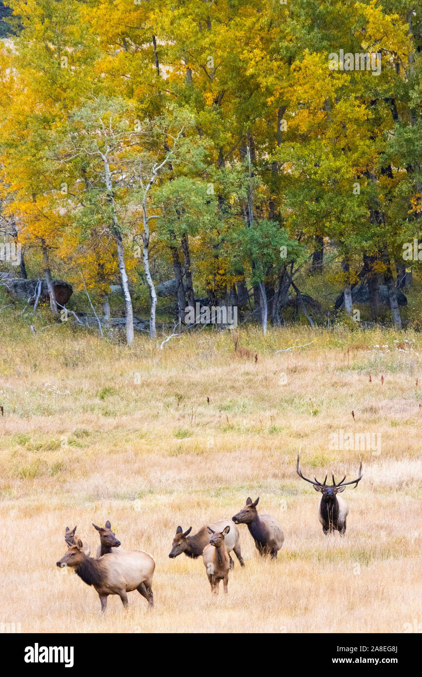 Majestic herd of elk foraging for food amongst the golden colors of ...