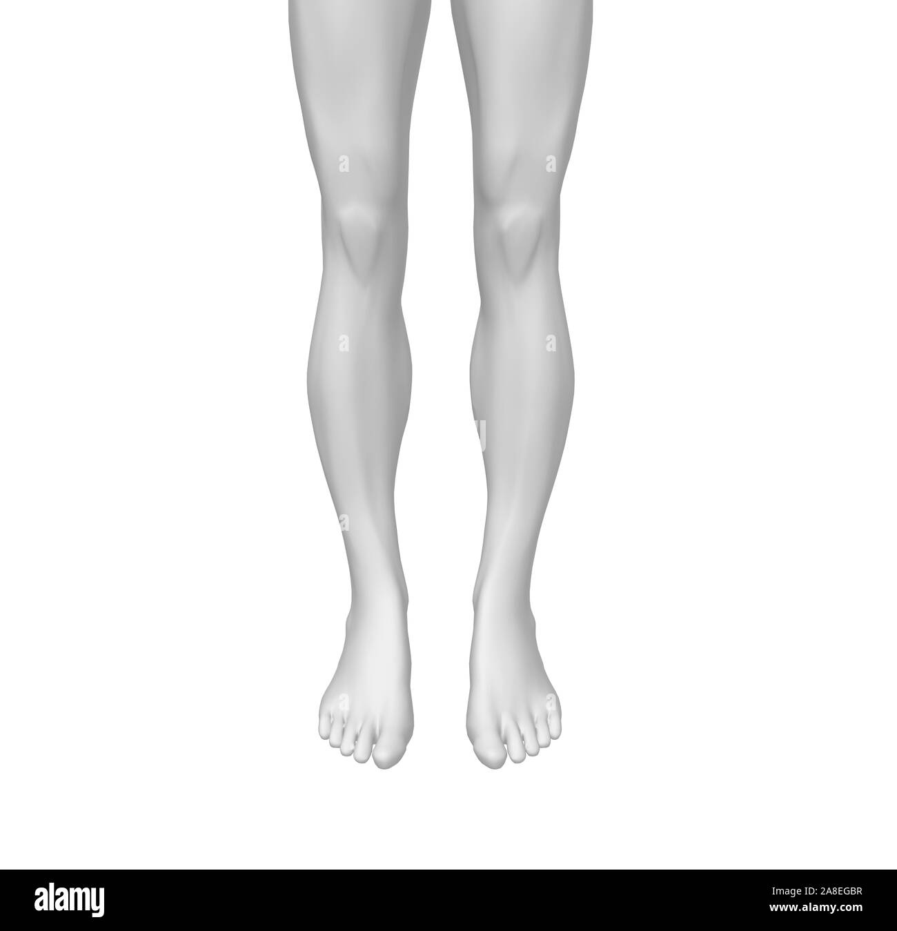 Human 3D Rendering Legs isolated on white Stock Photo - Alamy