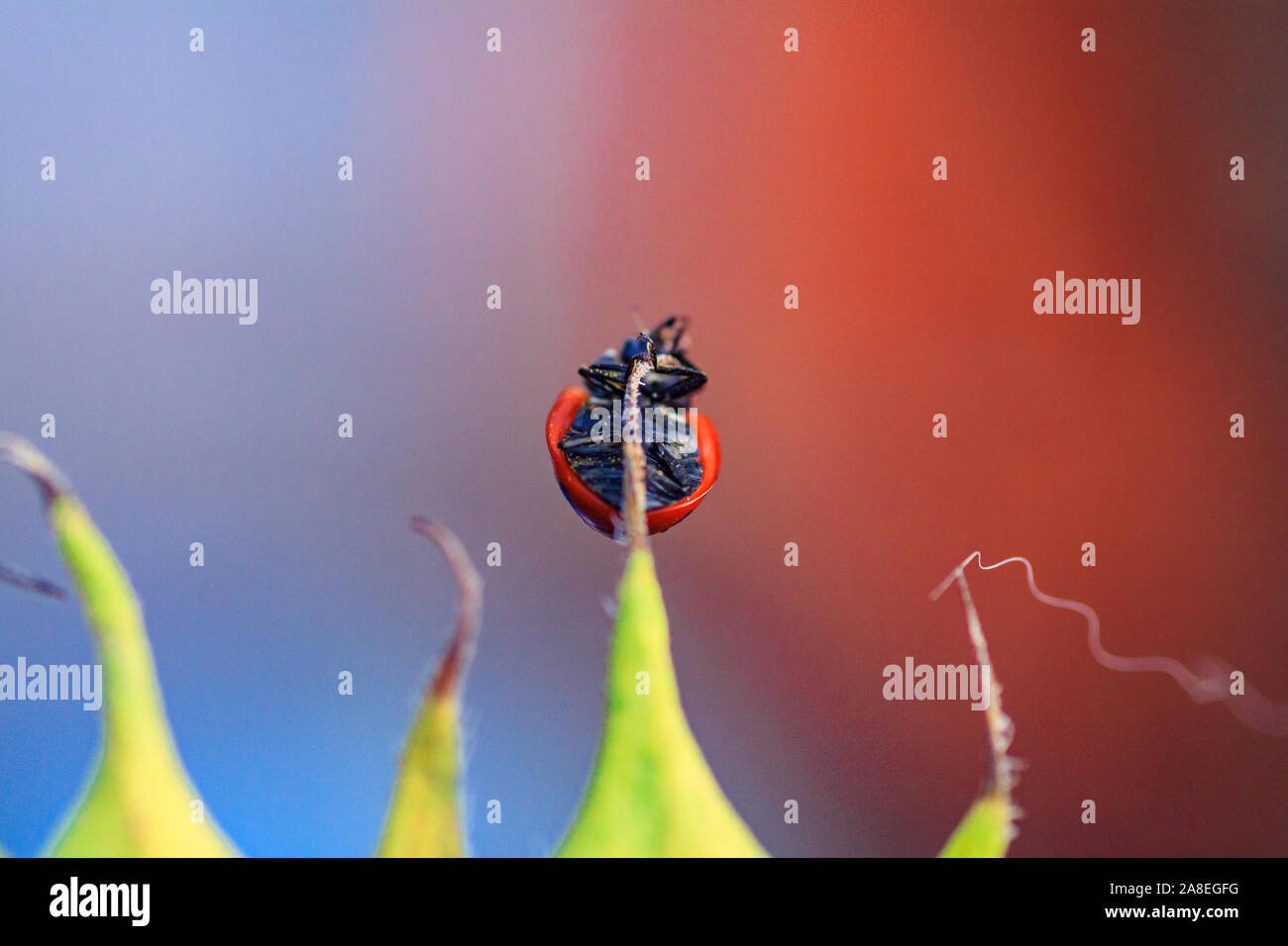 Shine ladybug hi-res stock photography and images - Alamy