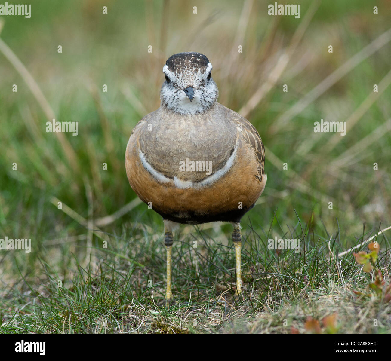Dotterel on Pendle Hill Lancashire UK Stock Photo - Alamy