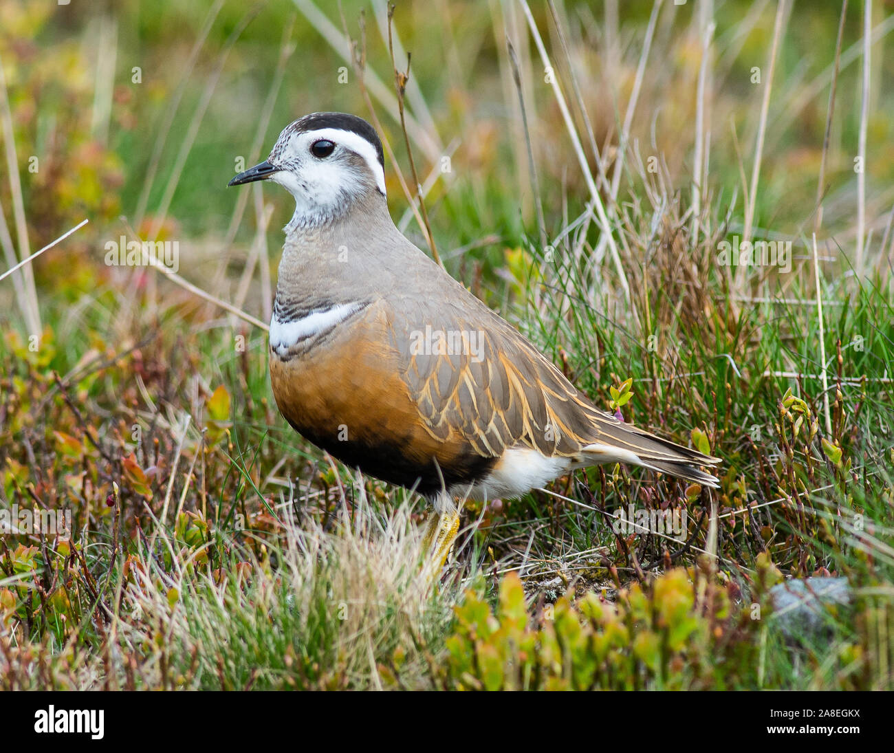 Dotterel uk hi-res stock photography and images - Alamy