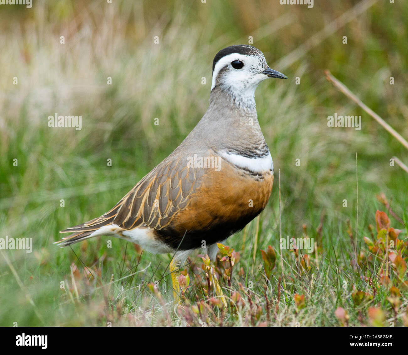 C morinellus hi-res stock photography and images - Alamy