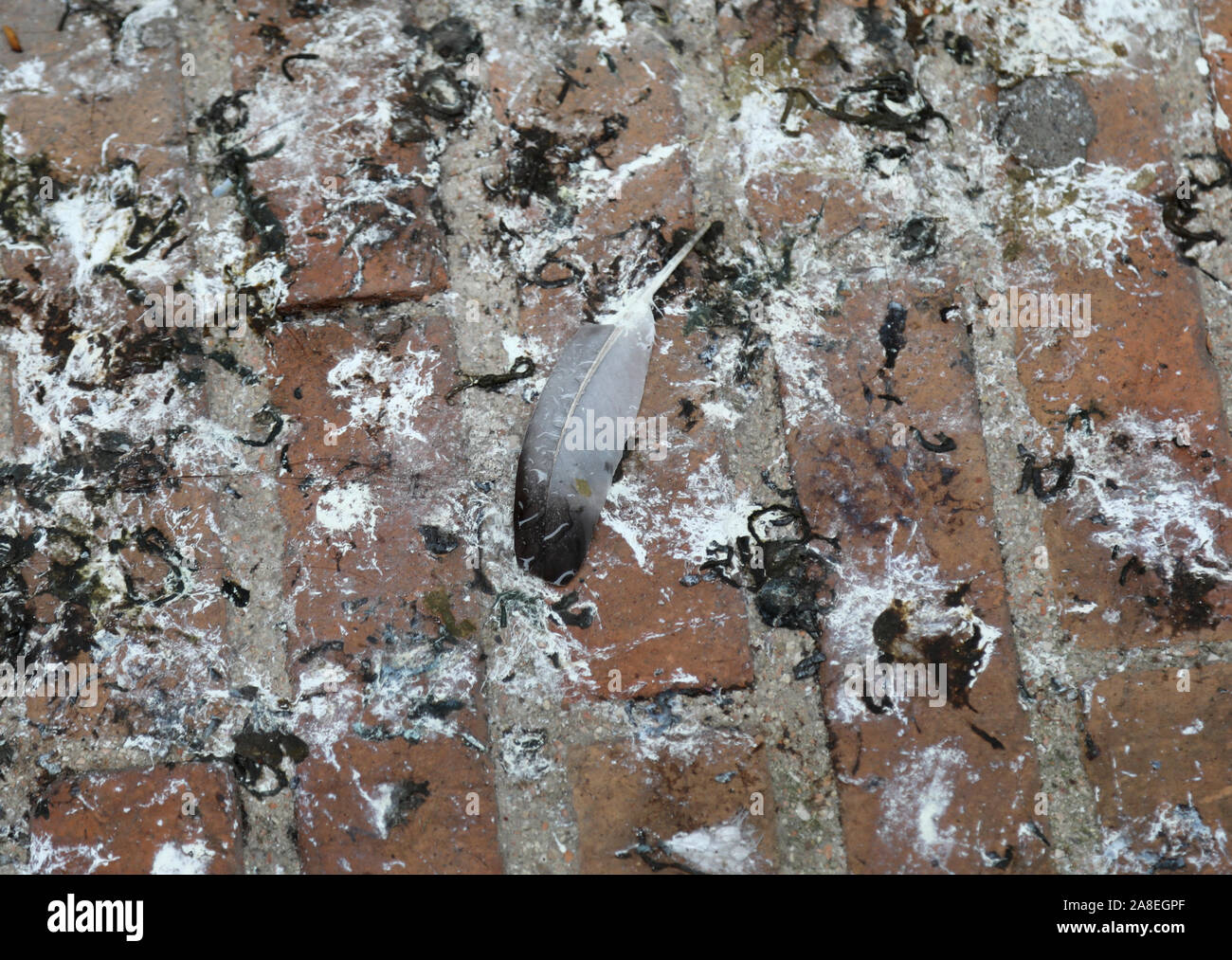 Pigeon excrement hi-res stock photography and images - Alamy