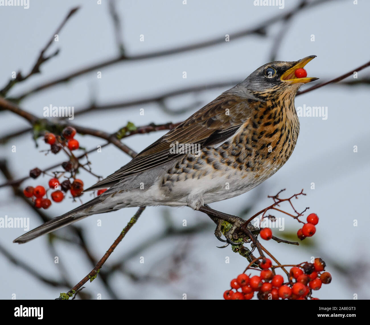 Fieldfare eating berries hi-res stock photography and images - Alamy