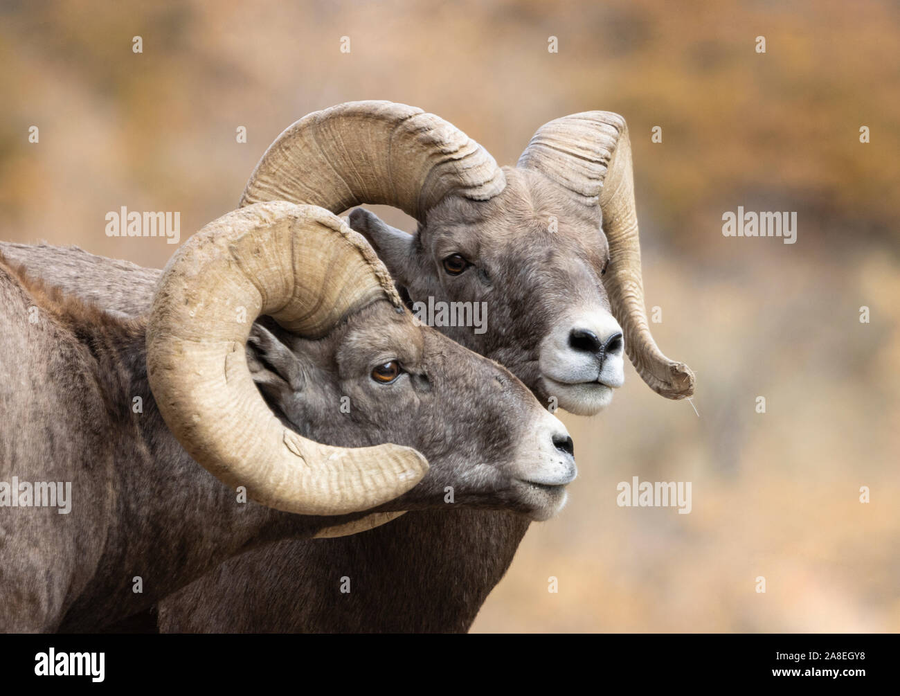Sheep With Horns High Resolution Stock Photography and Images - Alamy