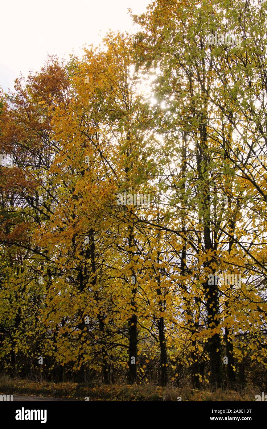 A row of trees at the side of a road near Lamesley, Gateshead, Tyne and ...