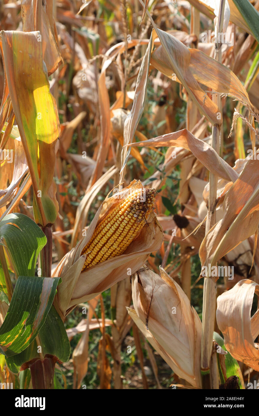 Ripe Panicle of maize in the cultivated field Stock Photo - Alamy