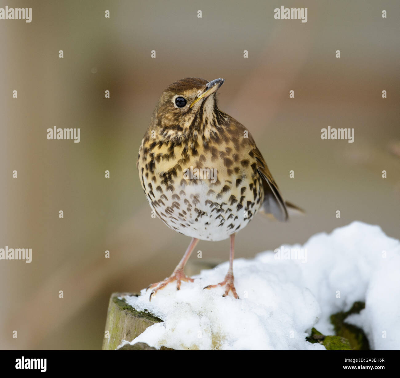 Song thrush singing hi-res stock photography and images - Alamy