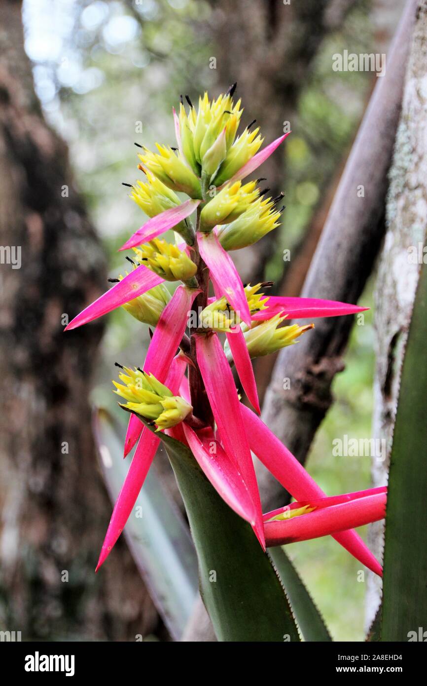 Colorful Flowering Bromelia Stock Photo - Alamy