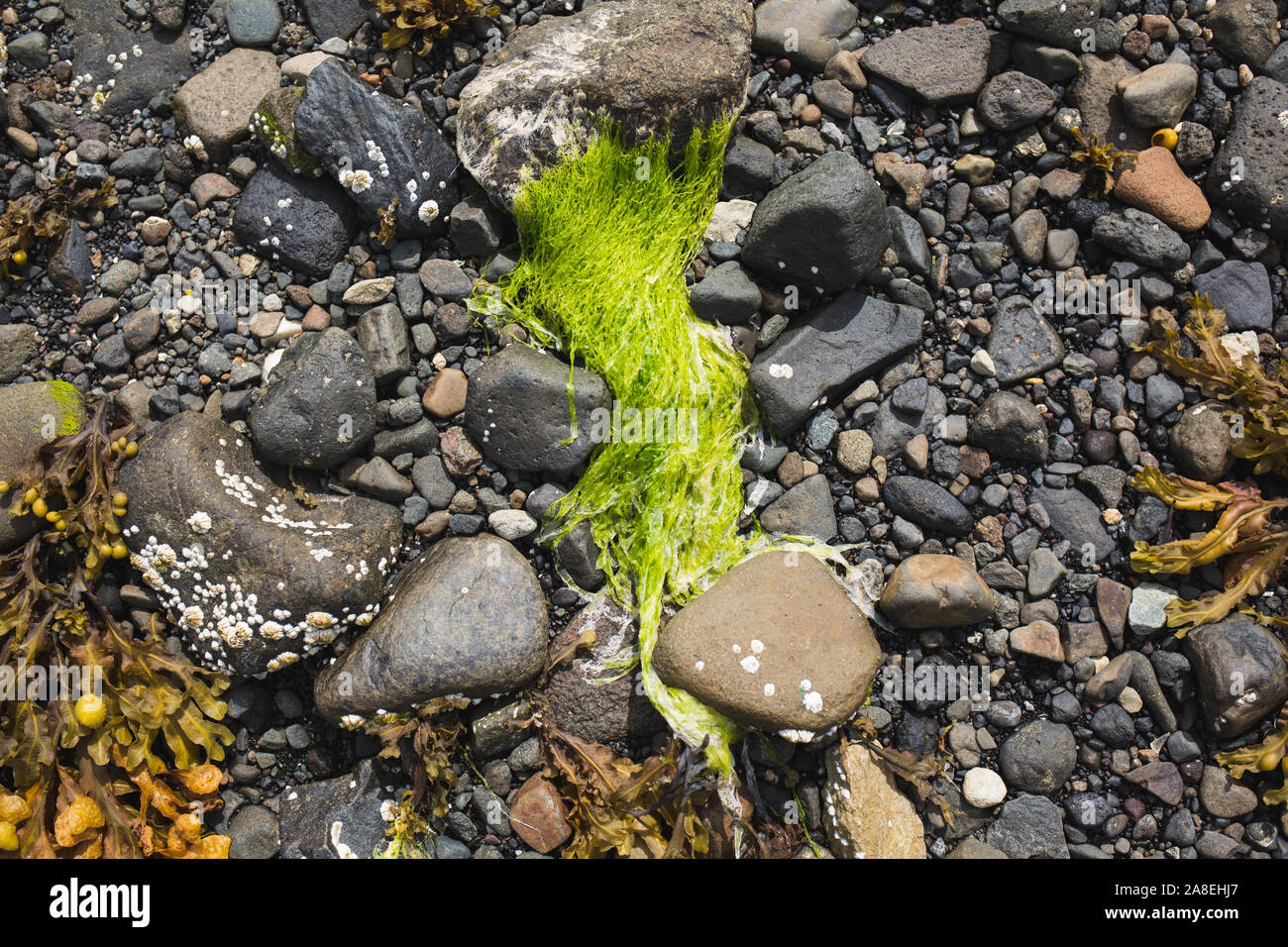 Seaweed on Stein beach, Isle of Skye, Scotland Stock Photo - Alamy