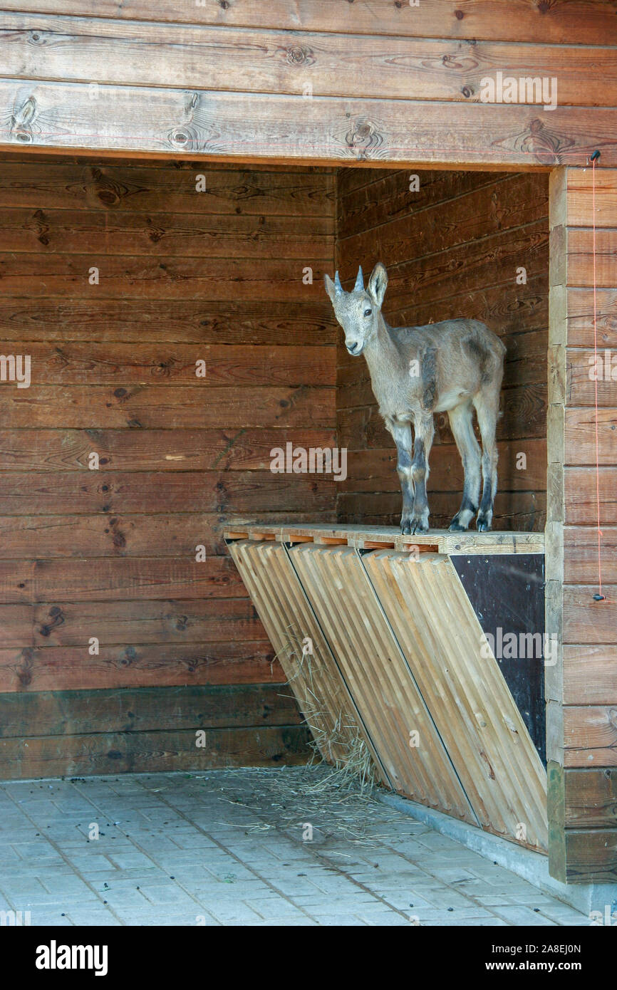 Goat standing on building hi-res stock photography and images - Alamy